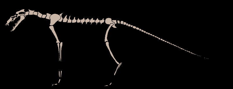 hallucinix skeleton | Fandom