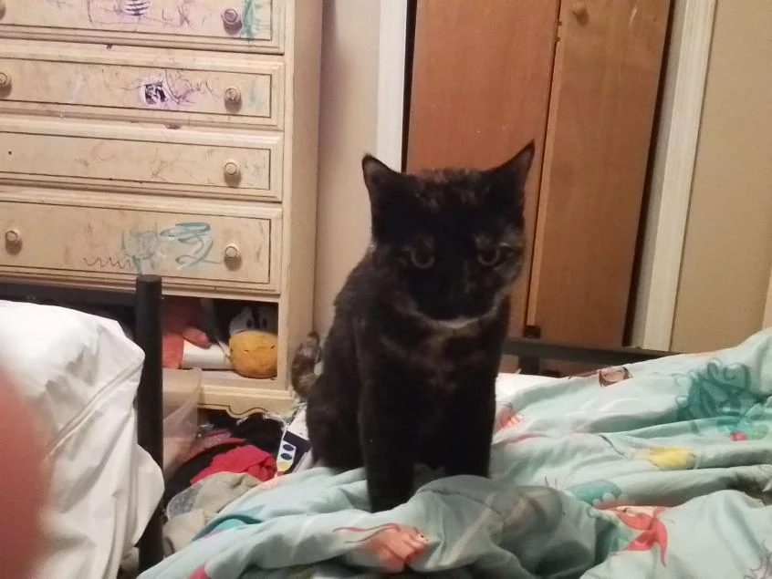 what cos creature does my cat remind you of? | Fandom