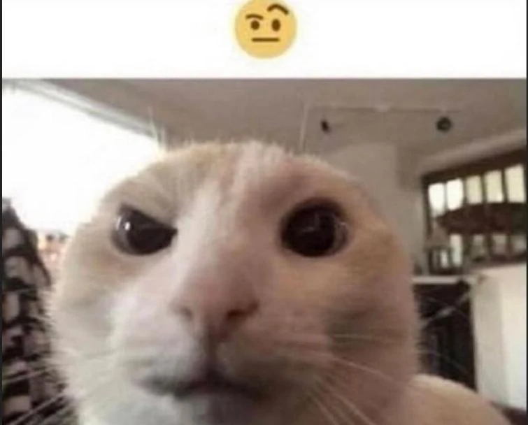 the rock cat | Fandom