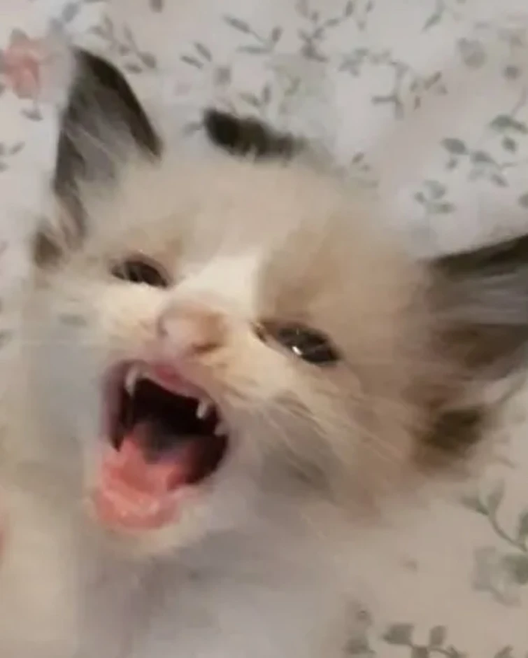 Putting wof characters in skrunkly cat photos | Fandom