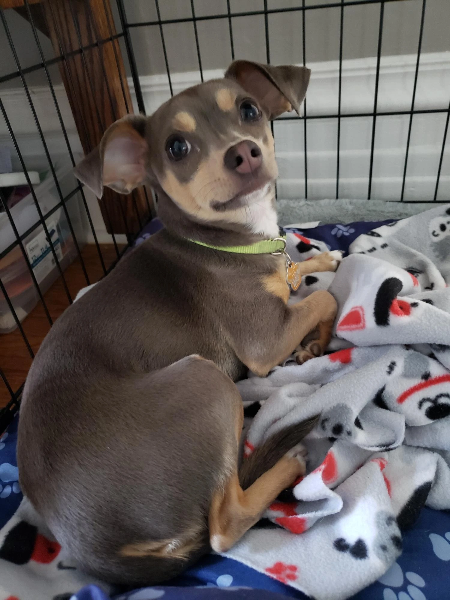 Say ello to doge | Fandom