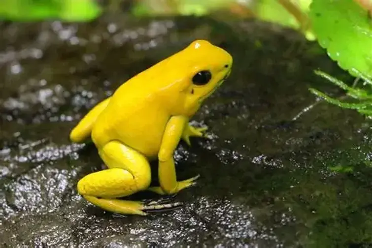 Daily Frog And Chat #167 | Fandom