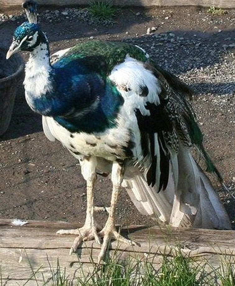 Oc based off a piebald peacock | Fandom