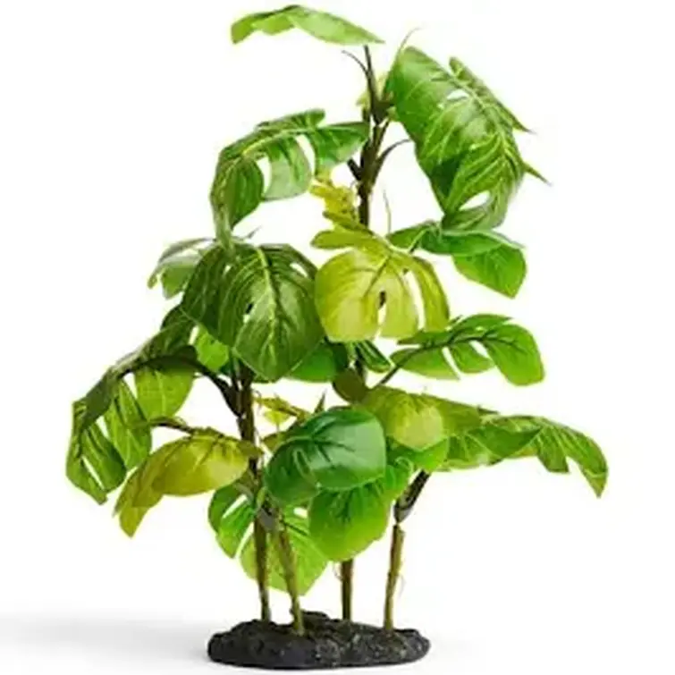 I come back | Fandom