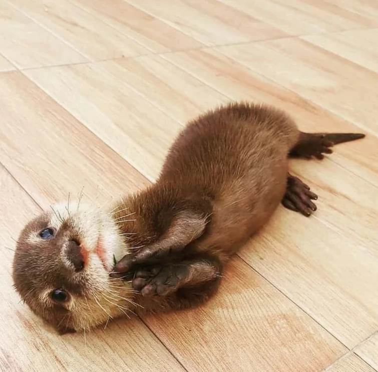 I'm once again asking for cute otter pics | Fandom