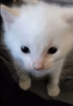 hi herbert 🐱🐱🐱 | Fandom