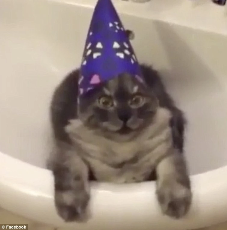 the most devious, the most foolish fella | Fandom