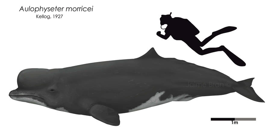 WHALE OF THE DAY 5 (aulophyseter | Fandom