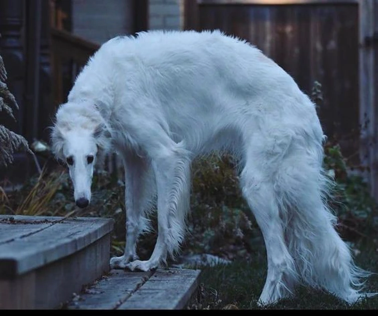 GRRRRR ARF ARF ARF RUFFR RUFFF GRRR WAKE UP ⏰️‼️⏰️‼️⏰️‼️⏰️‼️⏰️‼️‼️⏰️ ...