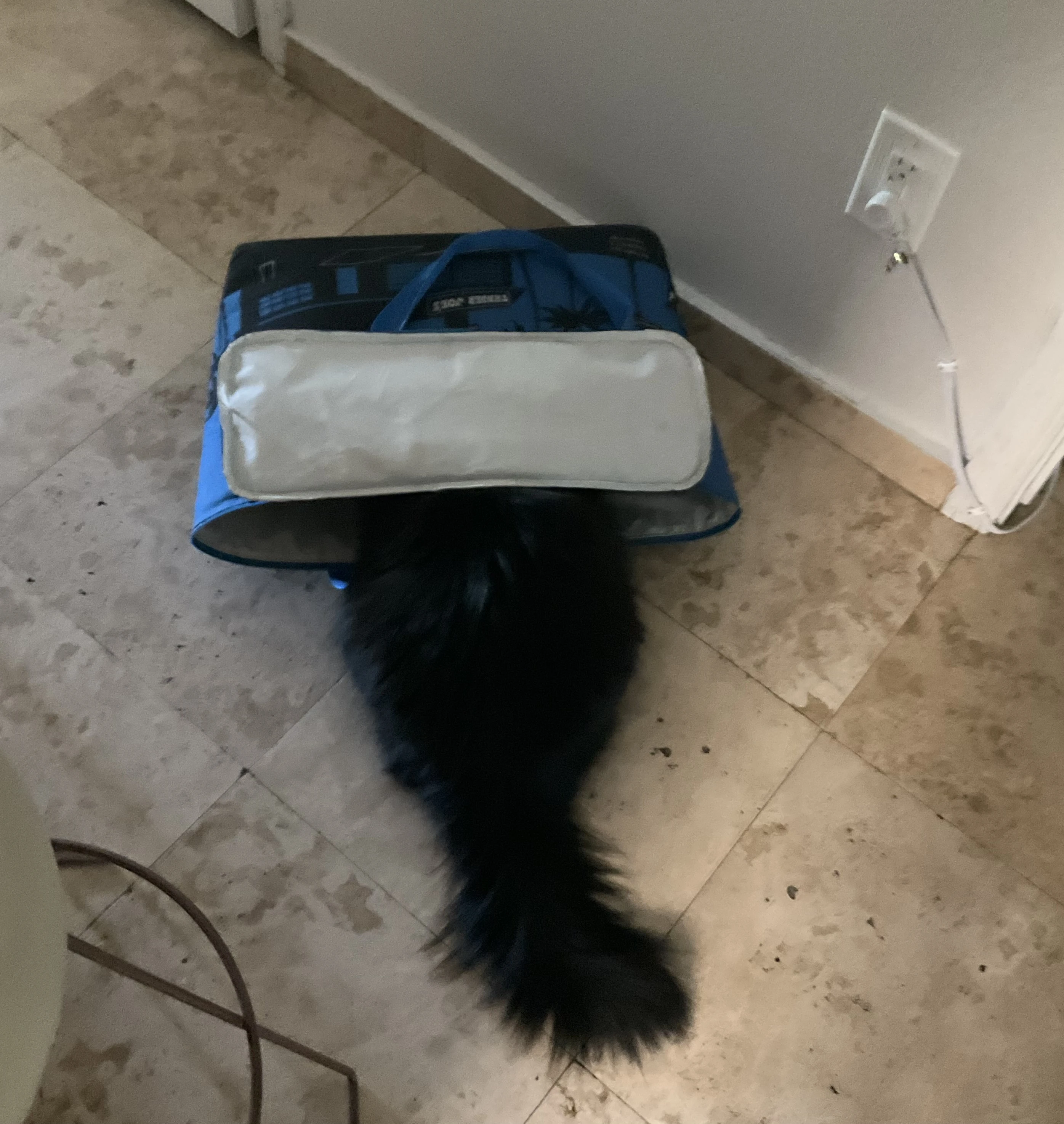 Stupid idiot cat | Fandom