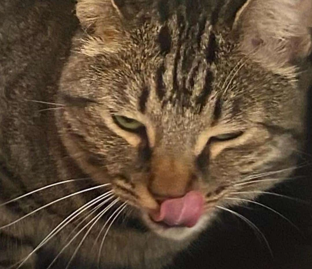 have another picture of my cat [off topic] | Fandom