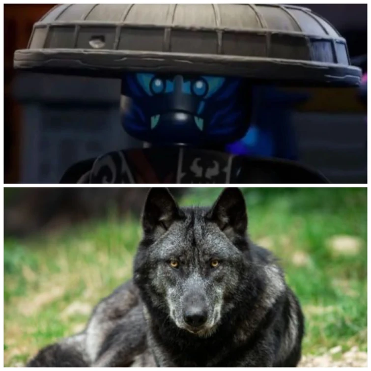 Rox and Nokt as Wolves | Fandom