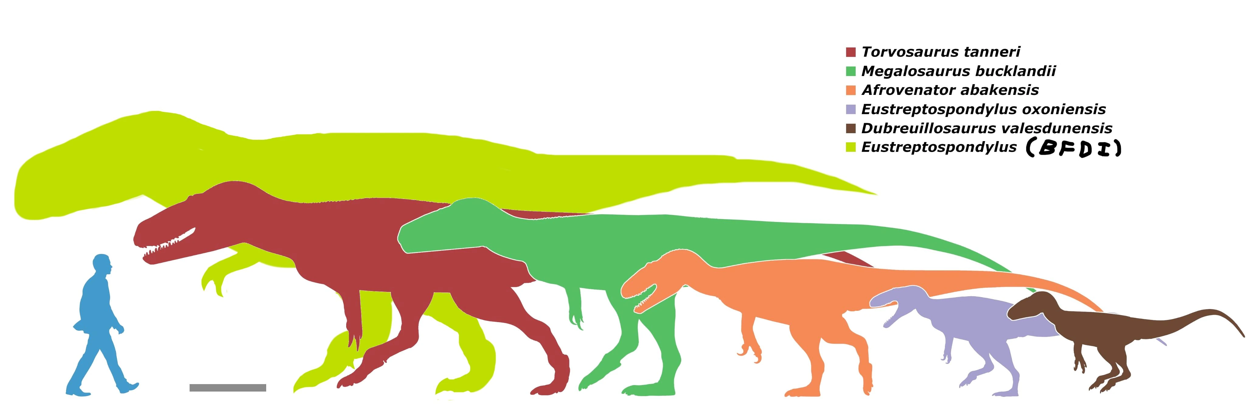 BFDI Eustreptospondylus size compared with megalosaurs | Fandom