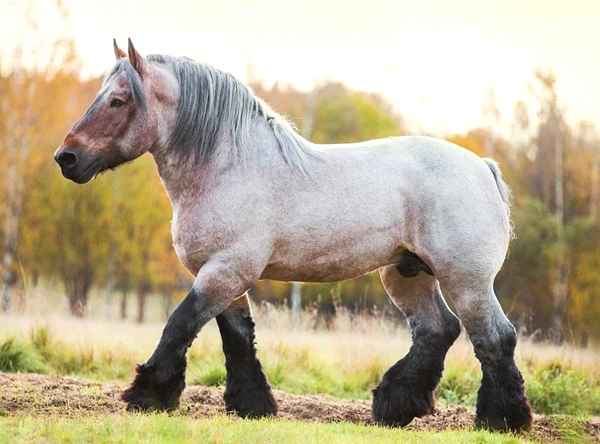 Romanian heavy drafts are pretty dang THICK. | Fandom