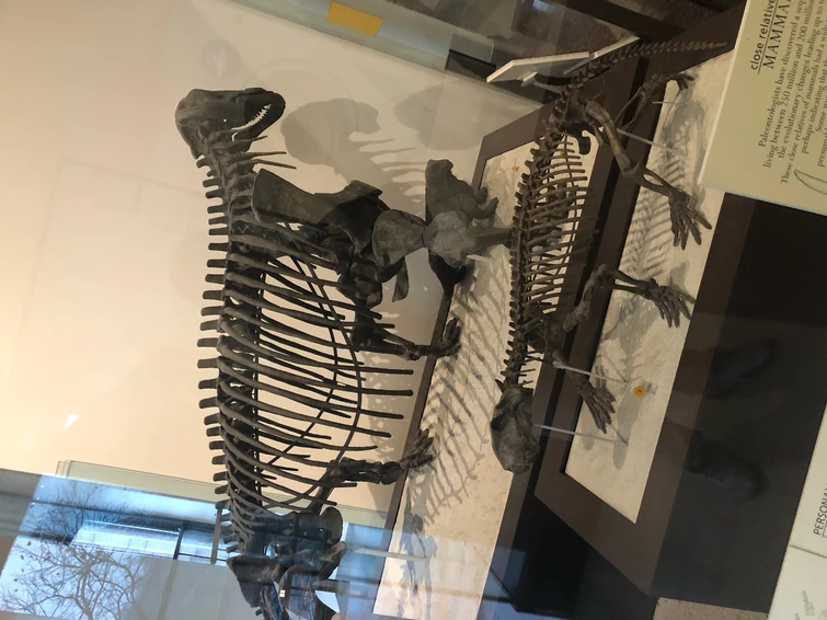 I went to the American Museum Of Natural History in New York today ...