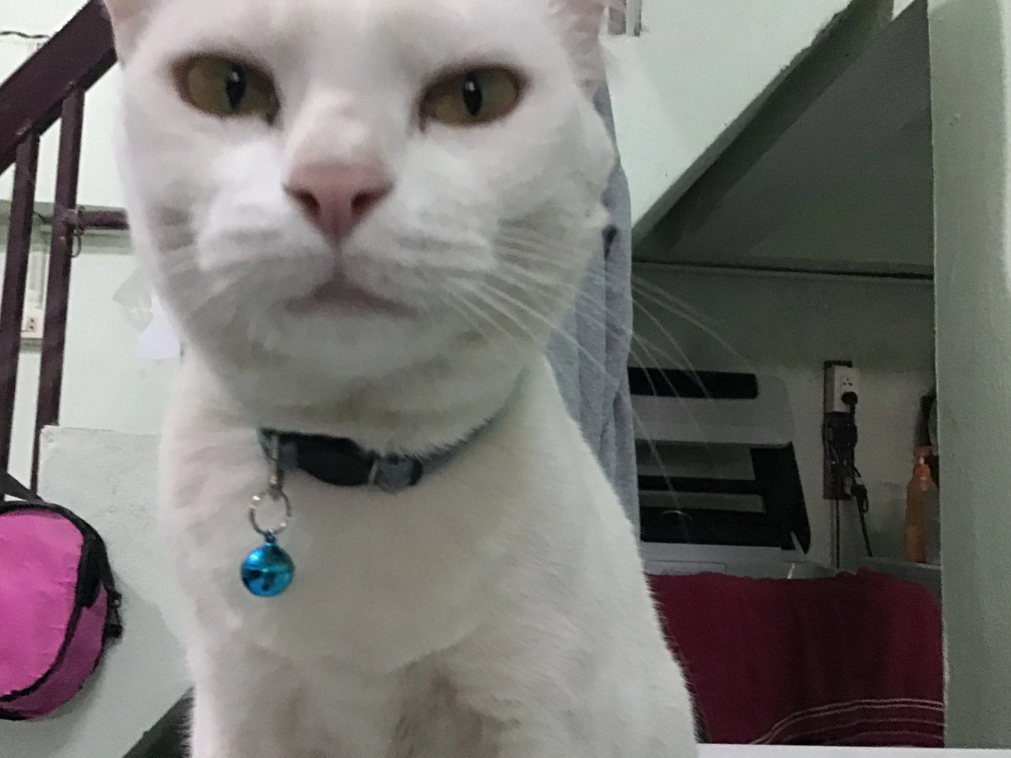 Daily cat image #704 | Fandom