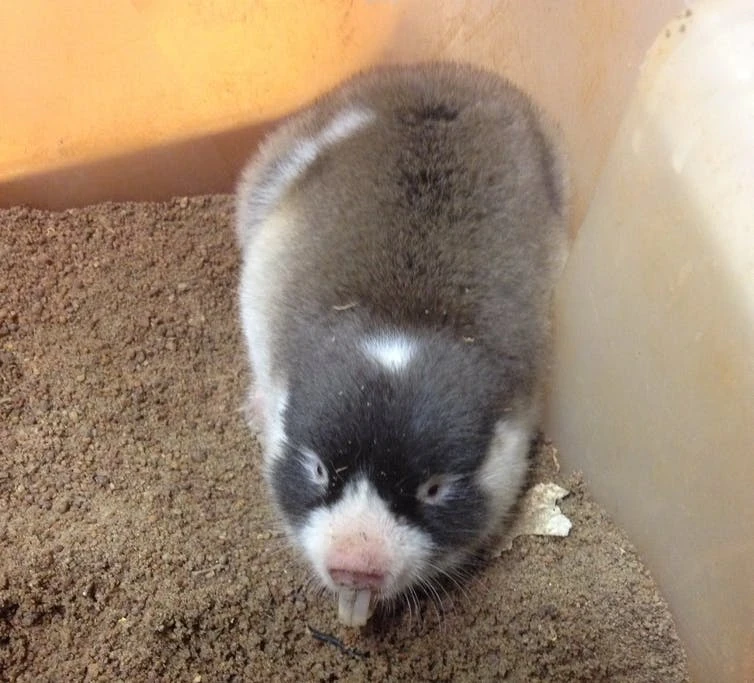 fluffy mole rats .. | Fandom