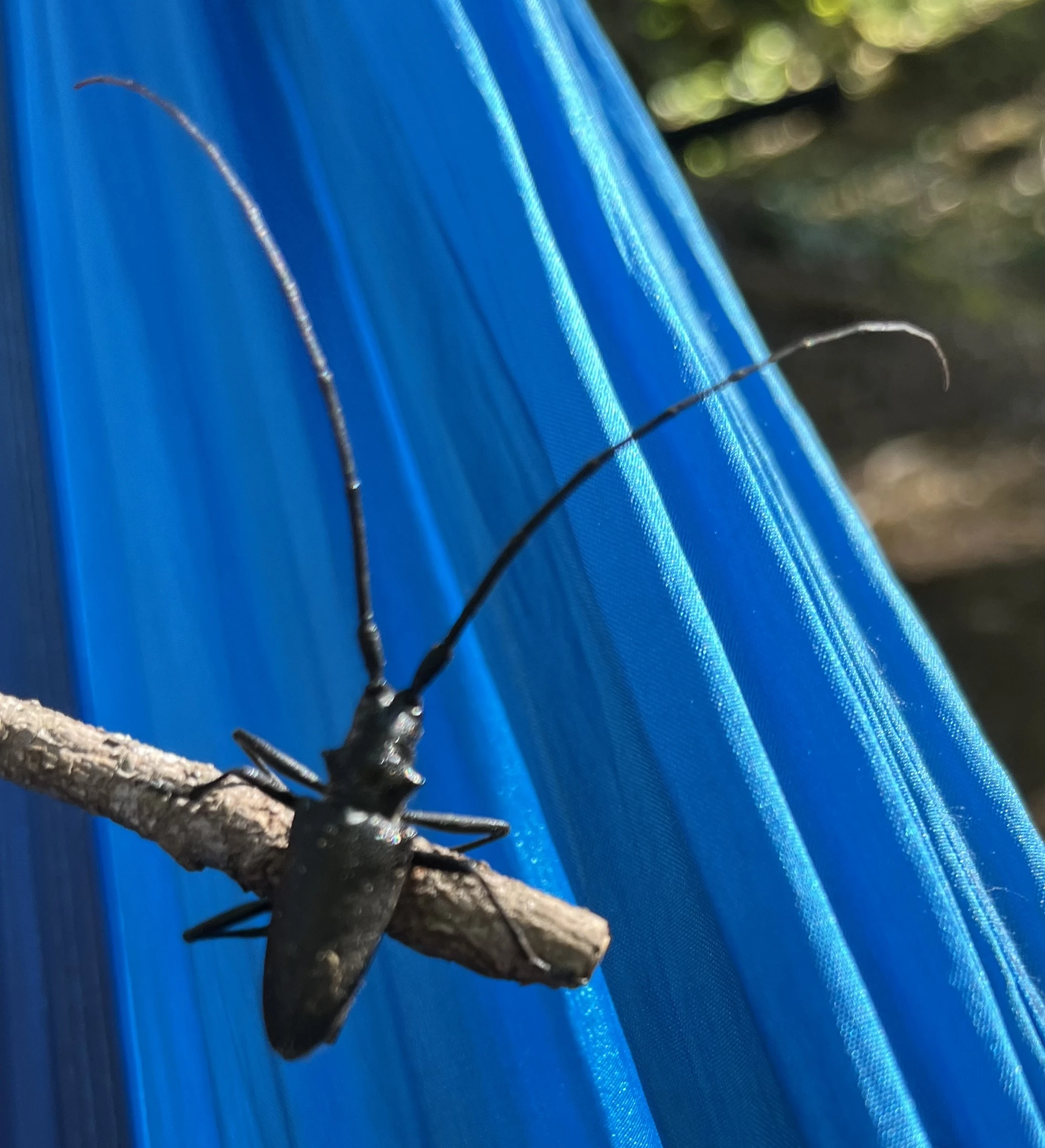 i wanted to show yall this funky bug i found while camping | Fandom