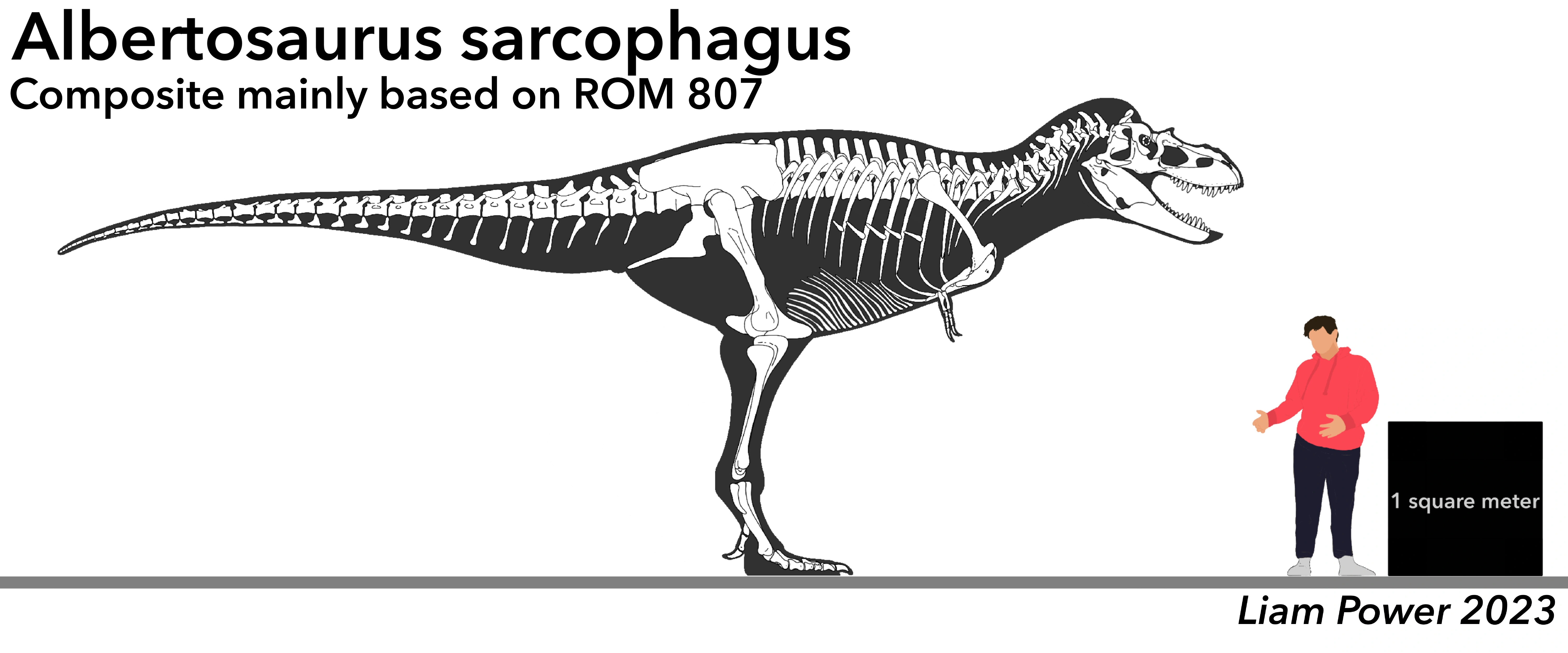 Albertosaurus skeletal | Fandom