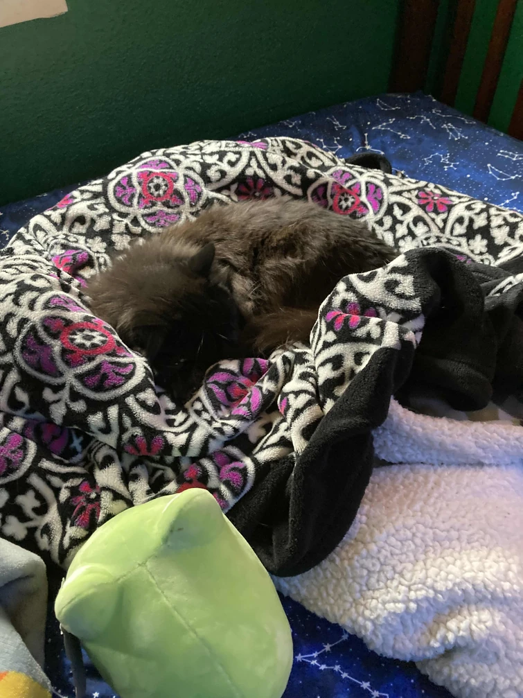 insanely off topic but erm. cat pictures? | Fandom