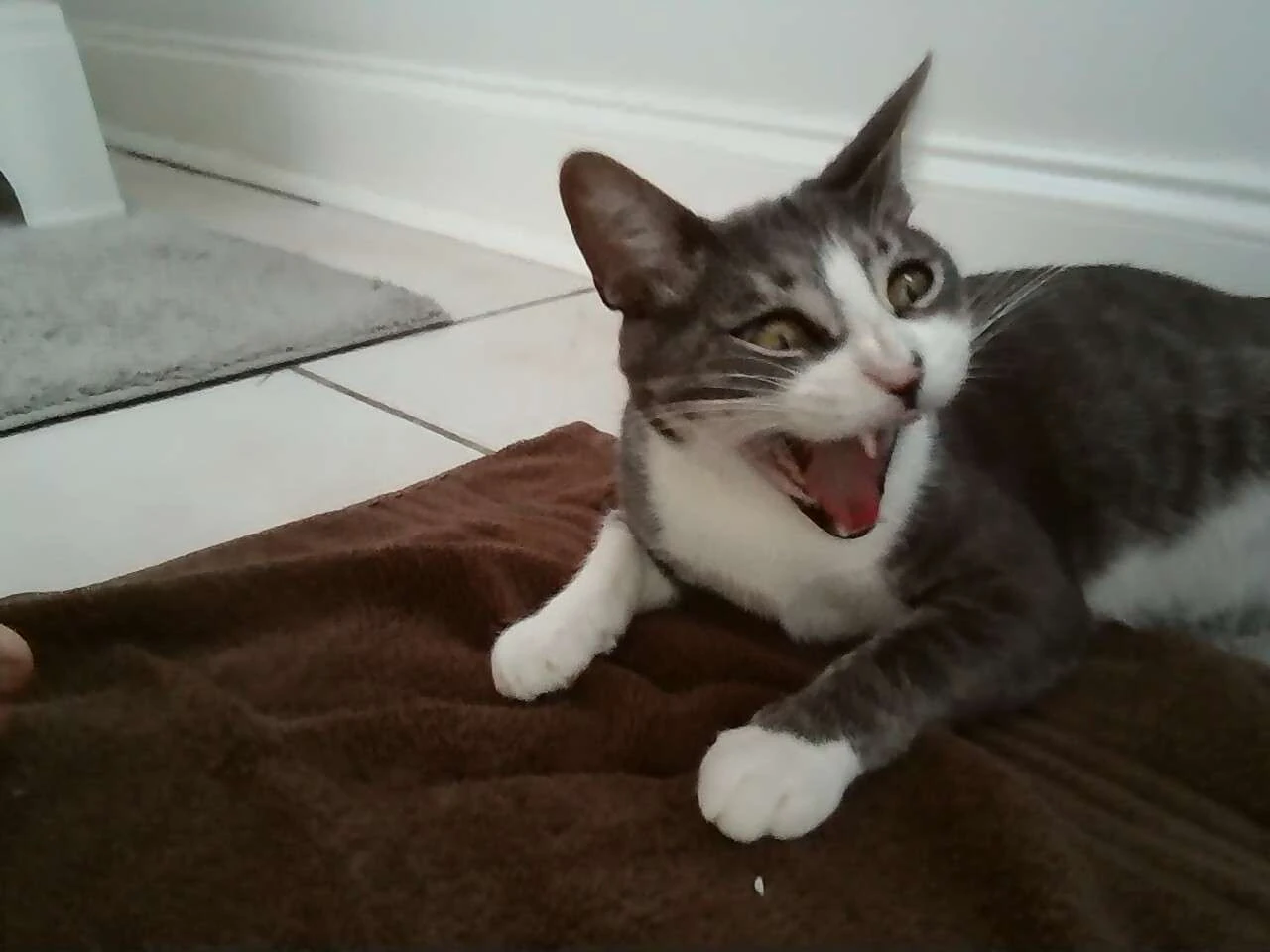 I drew my cat Sadie! | Fandom