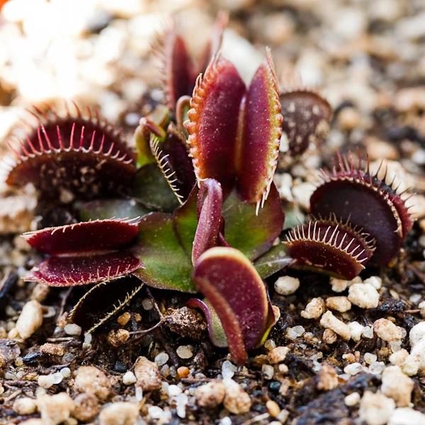 {-THE ROBTOP LEVELS- (POOF!) part 4 } | Fandom