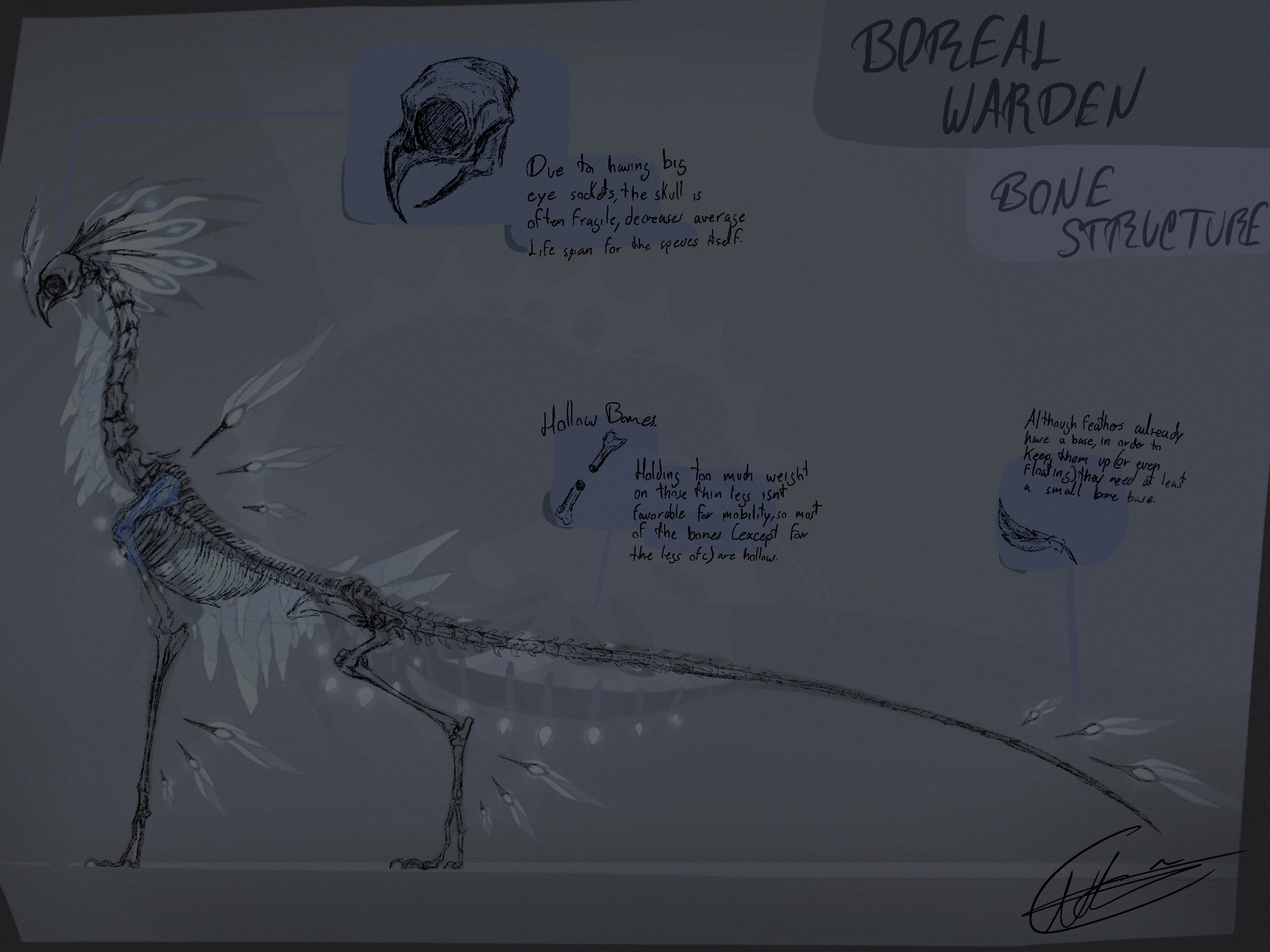 Anatomy study pt2 - Boreal Warden | Fandom