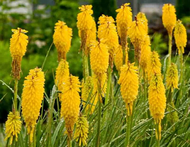 Fall plants | Fandom