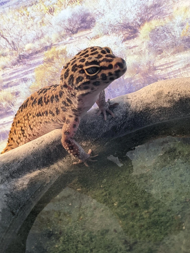 Meet the new Paradox Pokemon | Fandom