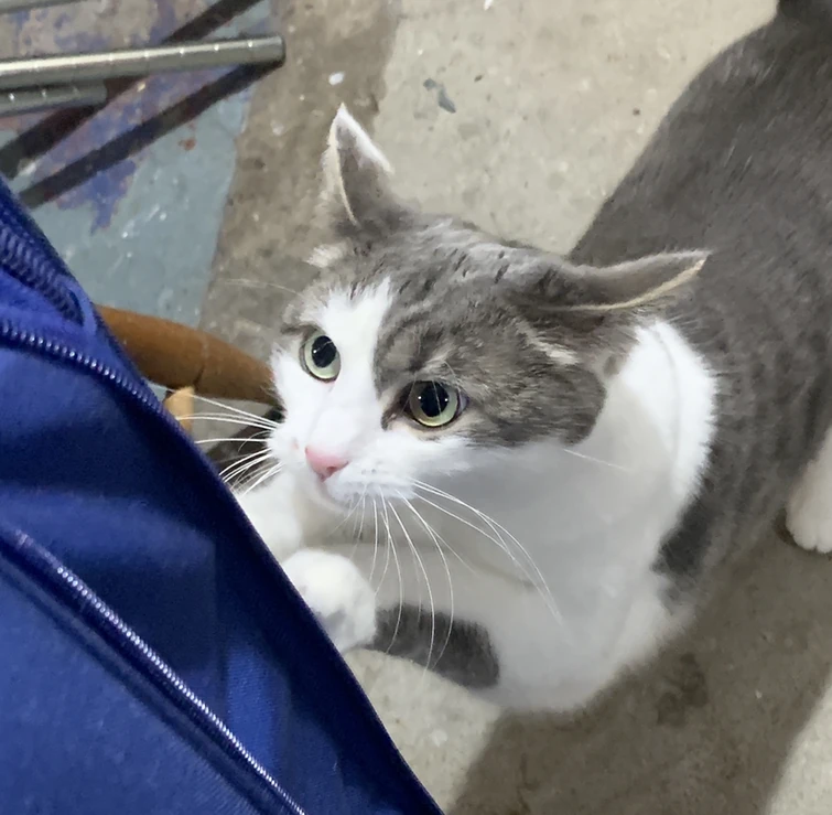 OC Update 3: Garth the Cat | Fandom