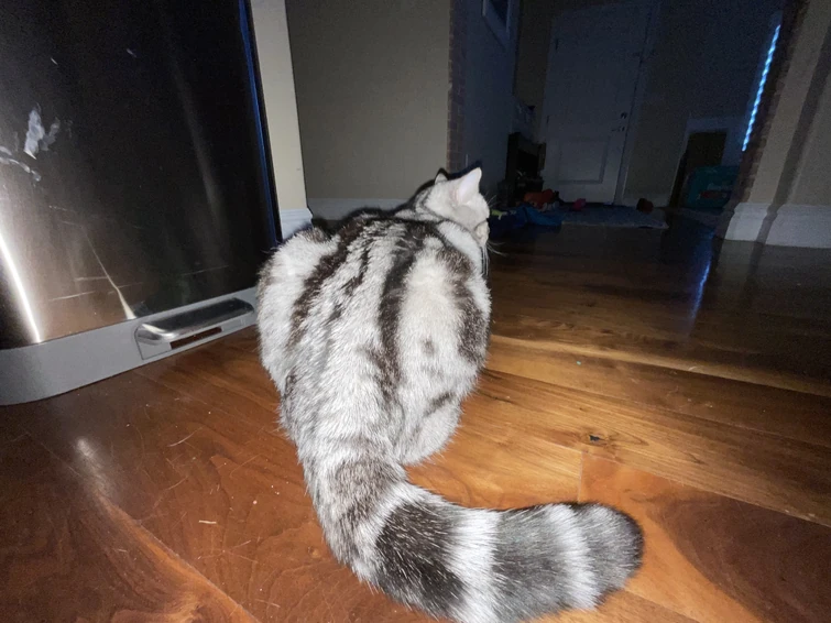 Daily Cat Image #376 | Fandom