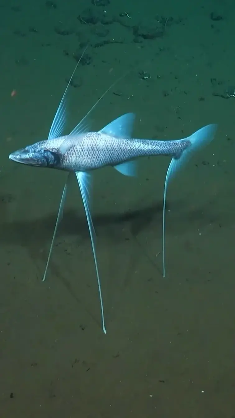 Tripod Fish | Fandom