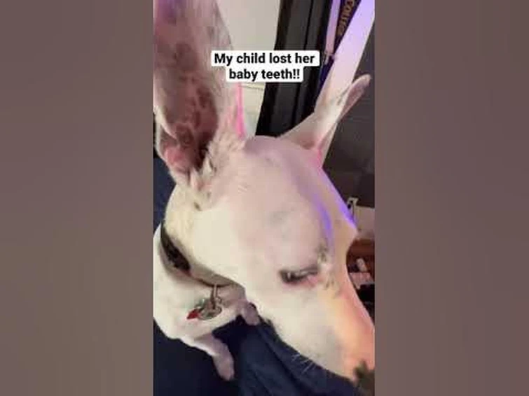Meiko dog siblings | Fandom