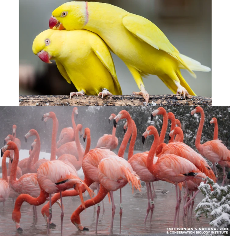 The Collection of Bird Skins grow! 🐦 | Fandom