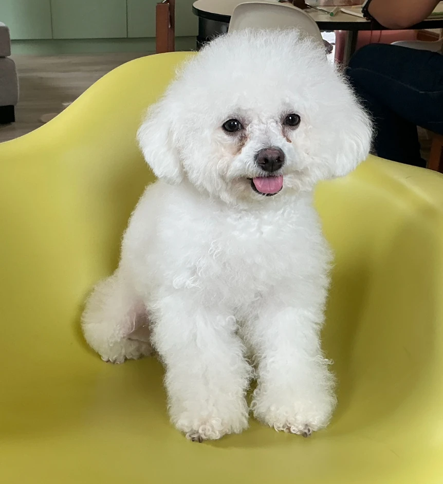 meet Cinna!! | Fandom