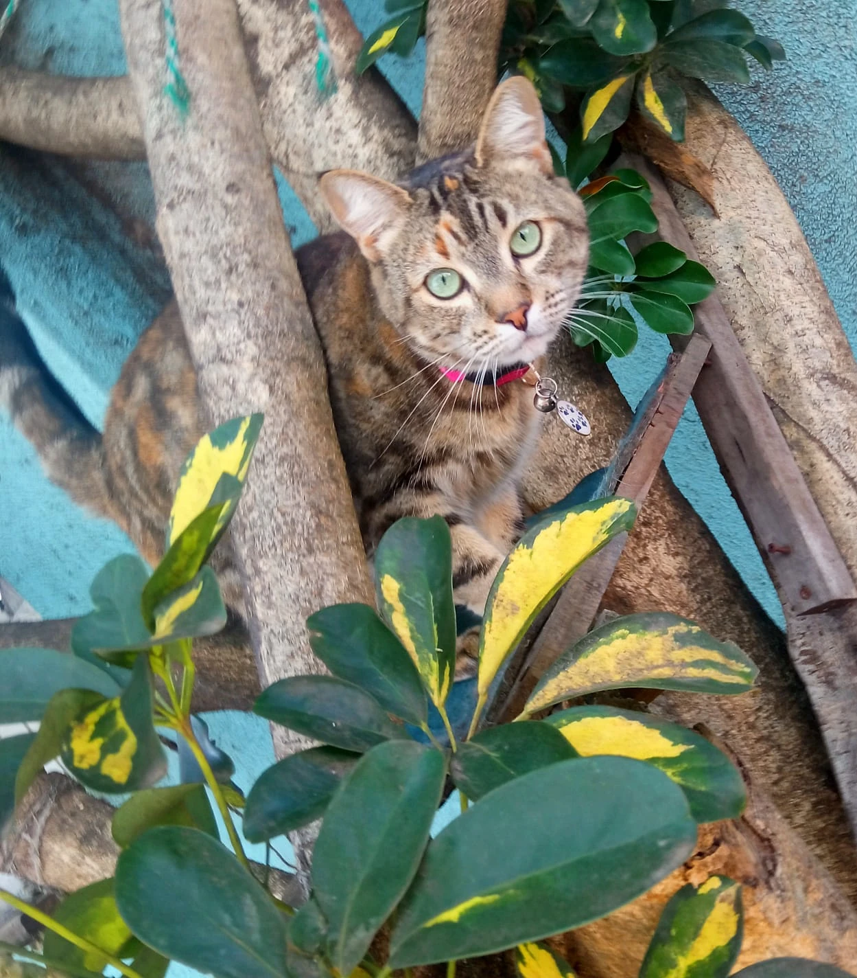 idk what to post here now so have a picture of one of my cats | Fandom