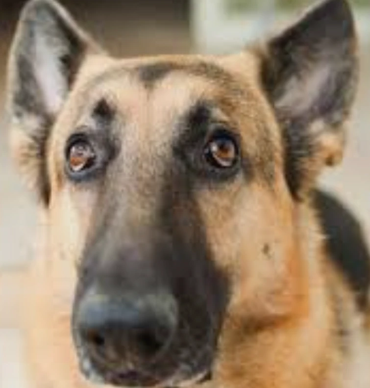 Today i had a nightmare that tsm got infected by the astros and now im ...