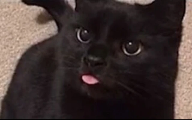 kitt y . . . | Fandom