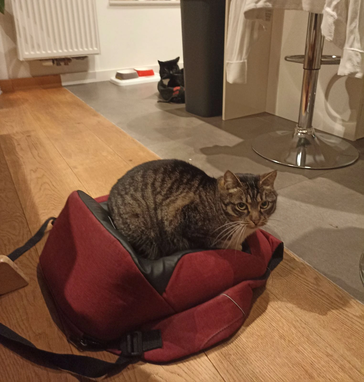 Daily Cat Image #699 | Fandom