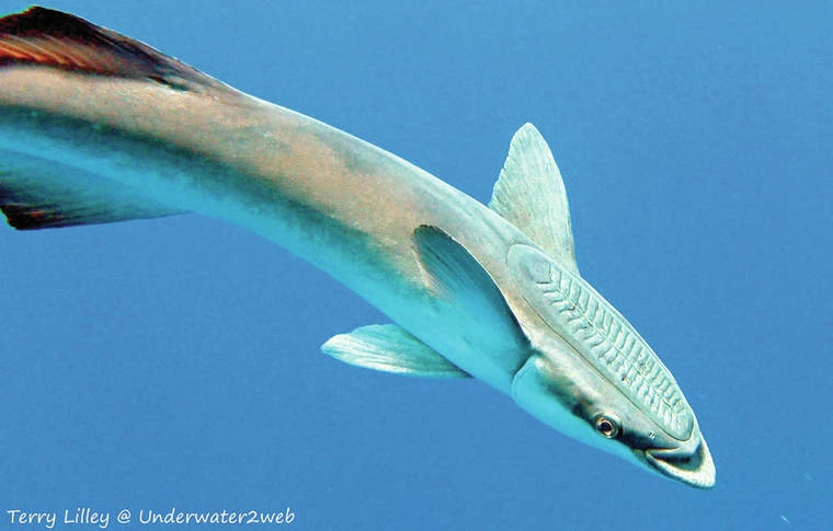 Remora machine | Fandom