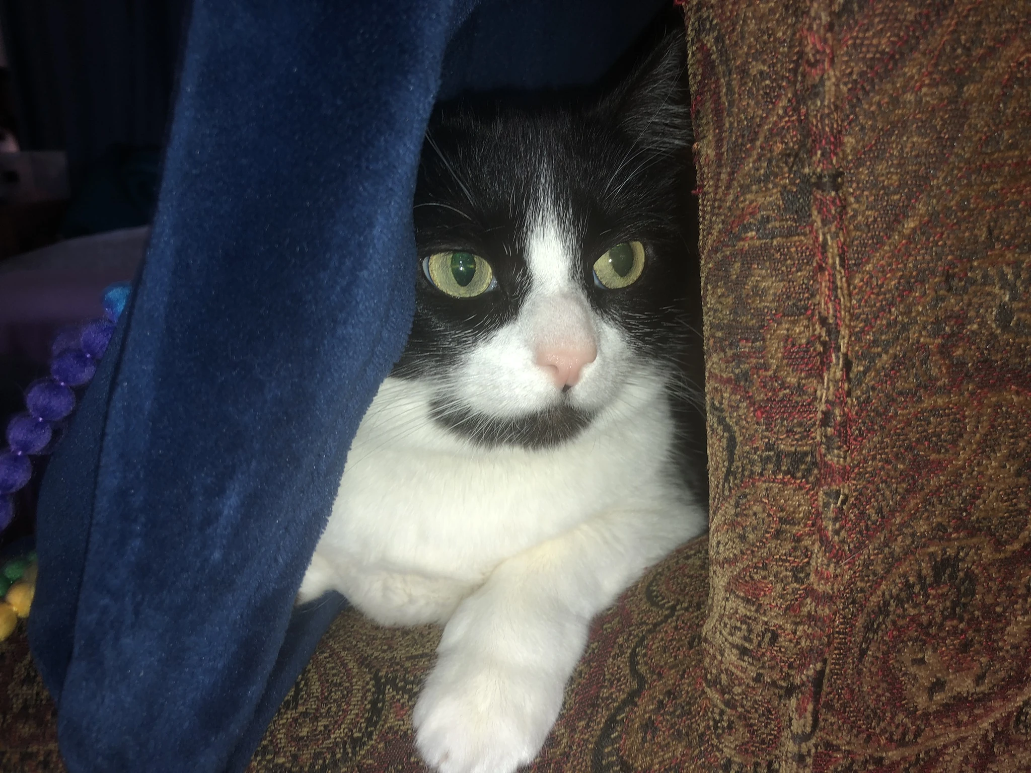 “helwo. would you like to make a deal with meow?” | Fandom