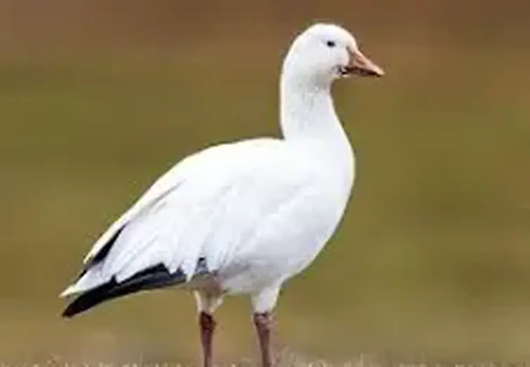Fun Fact: Stella is actually a Snow goose | Fandom
