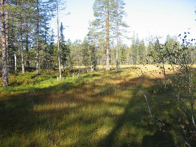 LightningClan | 5 clans Wiki | Fandom