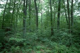 Darkclan | 5 clans Wiki | Fandom