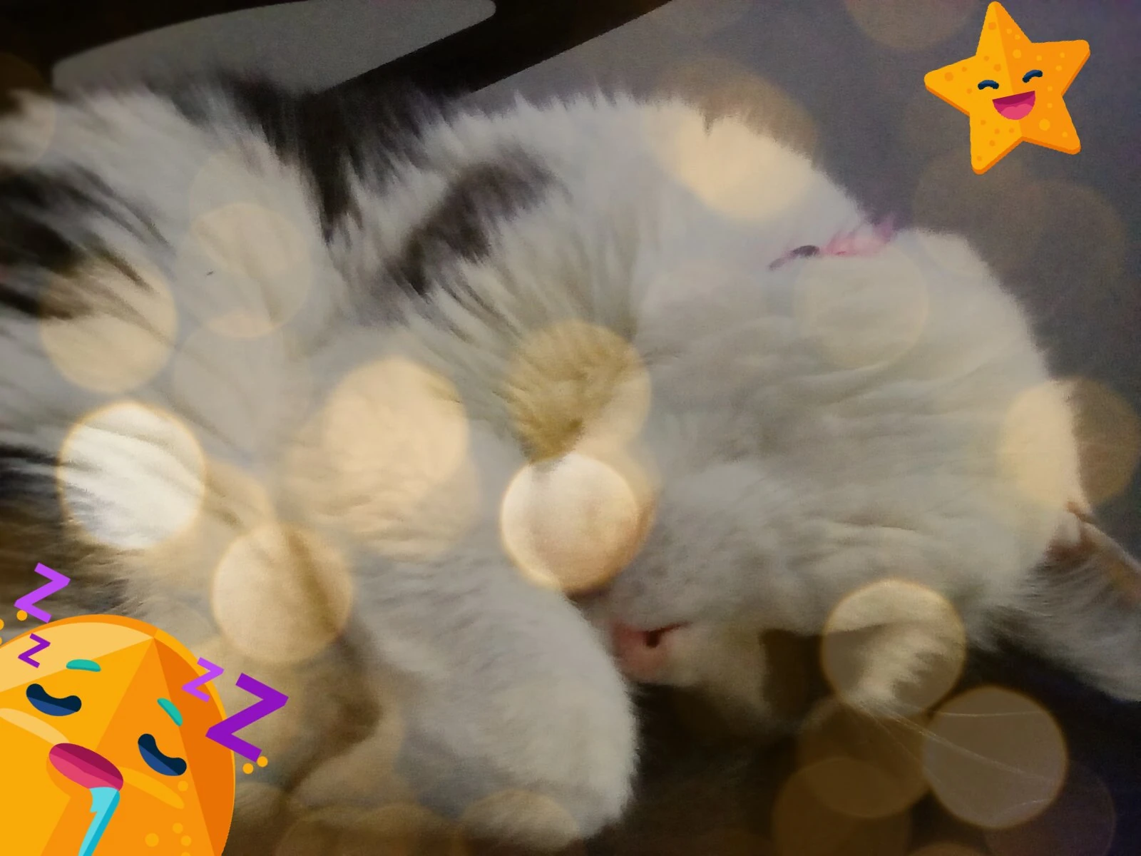 My Cat...RIP | Fandom