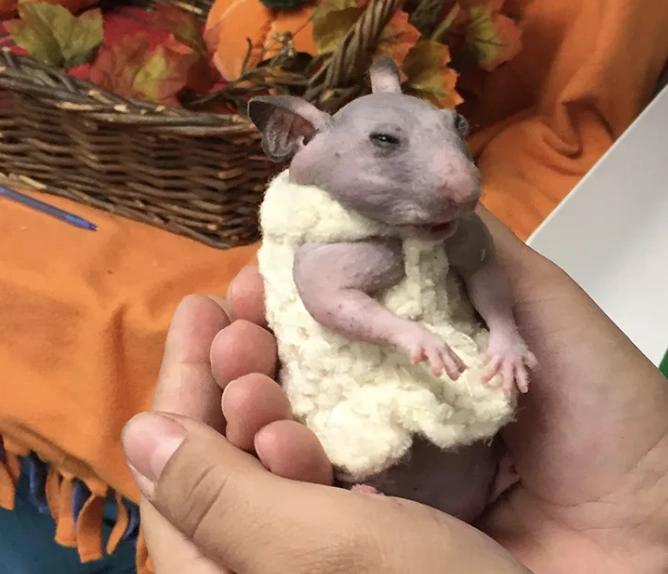 Baby experiment | Fandom