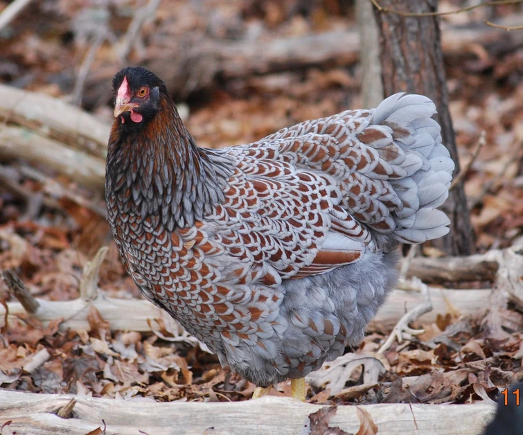 Chickens :D | Fandom