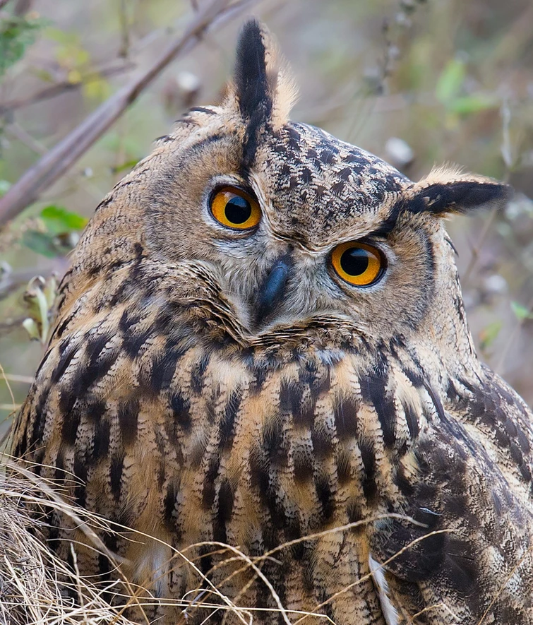 cos creatures irl (VERY diverse) | Fandom