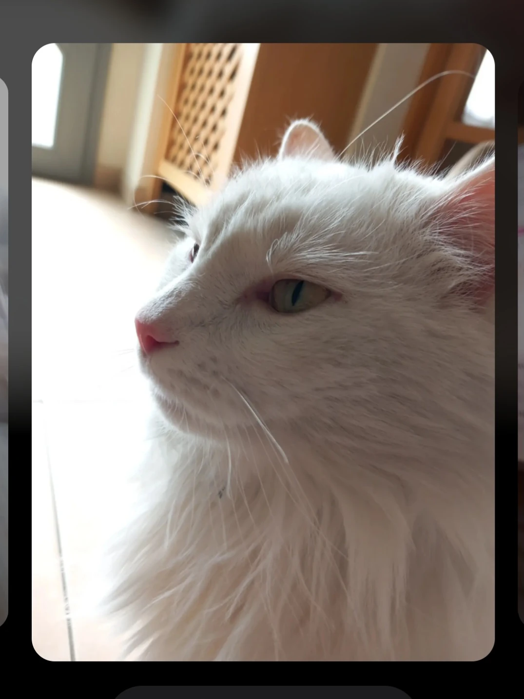 Metez des photos de vos chats avec leur nom LGDC | Fandom