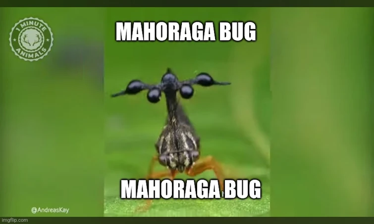 MAHORAGA BUG | Fandom